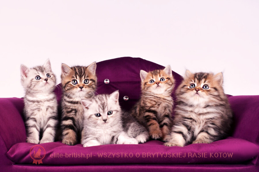Normy, opis, charakterystyka rasy kotów brytyjskichElite British PL