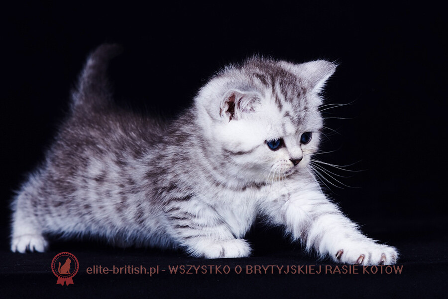 KOLORY BRYTYJSKICH KOTÓW: zdjęcia, standardy. Rodzaje kolorów ...