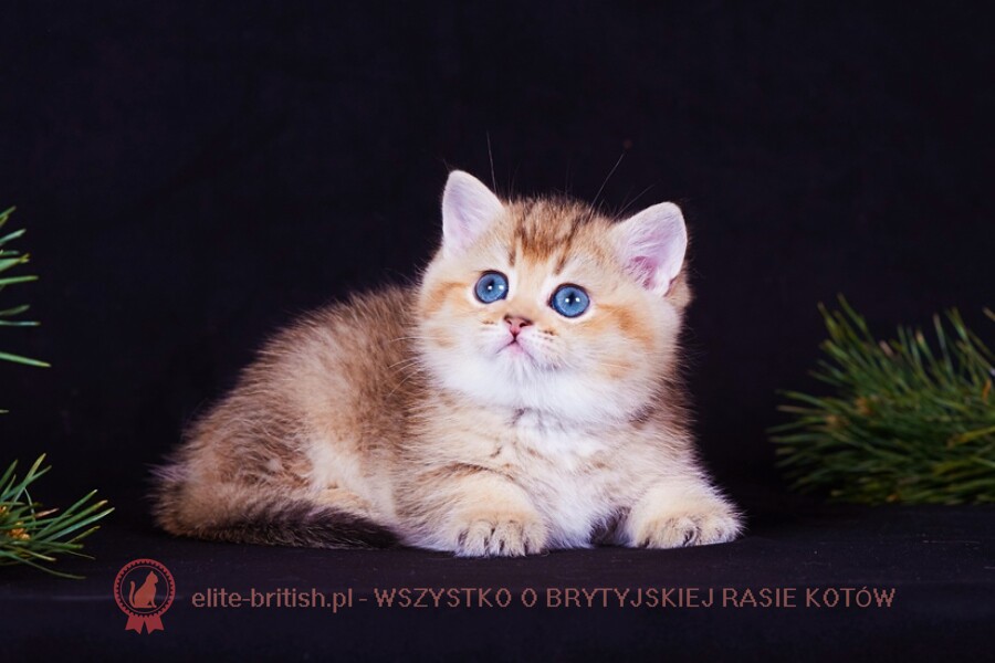 KOLORY BRYTYJSKICH KOTÓW: zdjęcia, standardy. Rodzaje kolorów ...