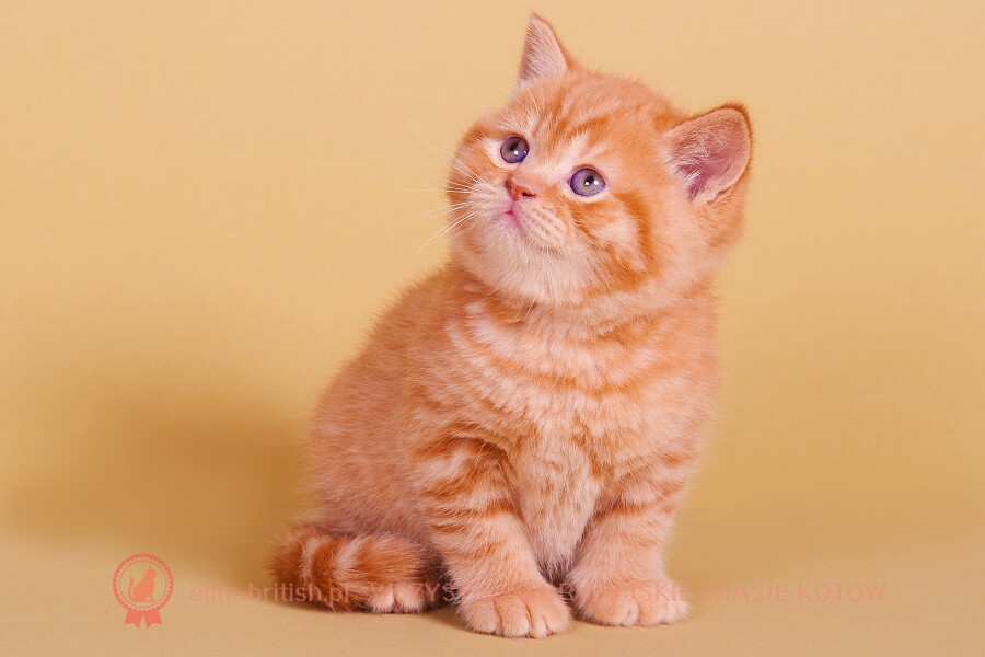 KOLORY BRYTYJSKICH KOTÓW: zdjęcia, standardy. Rodzaje kolorów ...