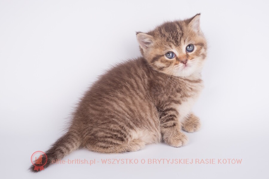 KOLORY BRYTYJSKICH KOTÓW: zdjęcia, standardy. Rodzaje kolorów ...